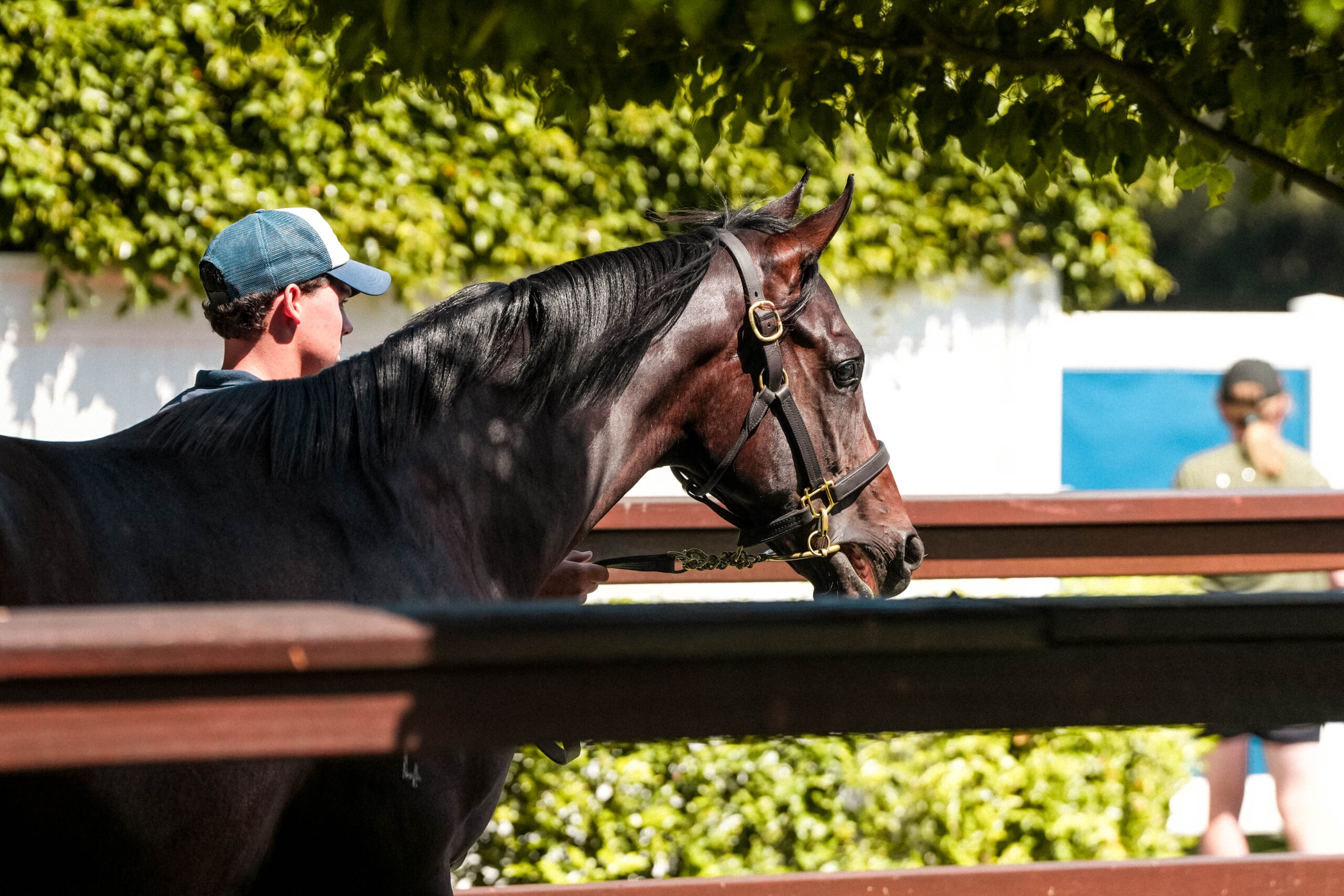 Supido x Hollaback Girl, colt - Star Collection