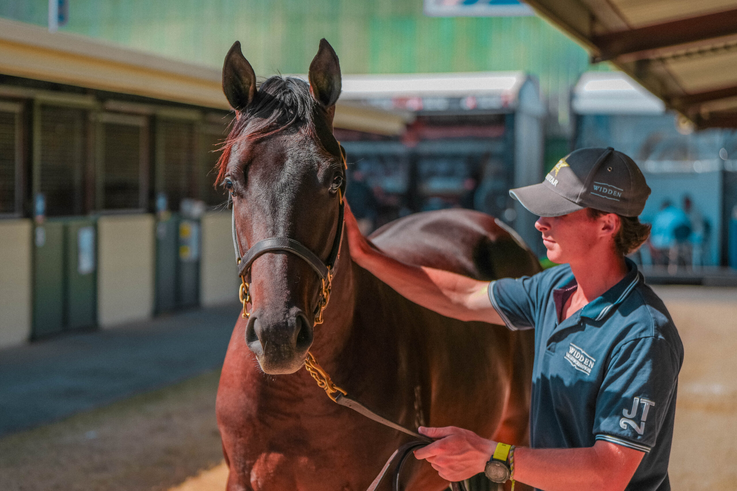 Supido x Hollaback Girl, colt - Star Collection
