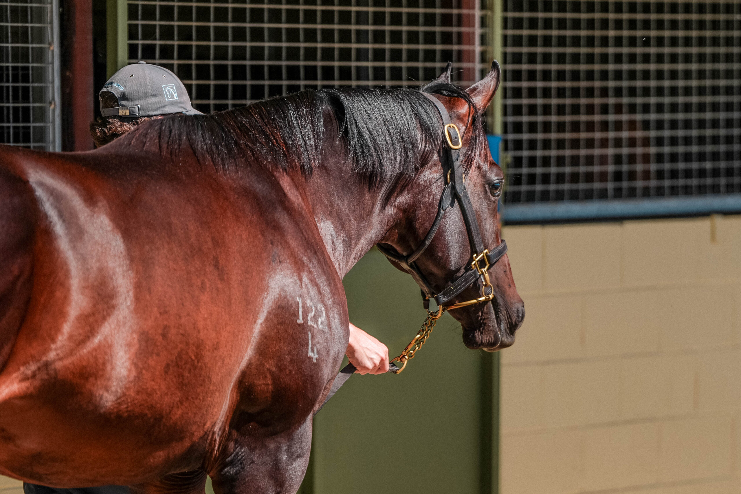 Supido x Hollaback Girl, colt - Star Collection